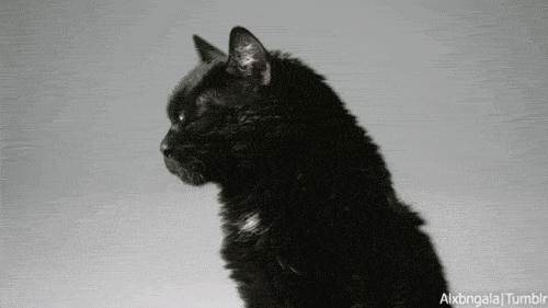 Cat Walking Away Gif