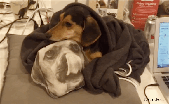 Gif De Cachorro Llorando Lloro Cachorro Llorando GIF En GIFER De