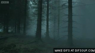 Forest GIF on GIFER - by Cedar