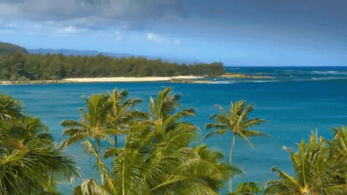 Hawaii palm trees nature GIF on GIFER - by Barim
