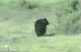 Bear shit GIF on GIFER - by Mekora