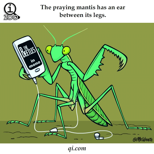 Qi preying mantis animation GIF on GIFER - by Molace