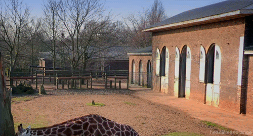 GIF funny animals sup - animated GIF on GIFER - by Frostshaper
