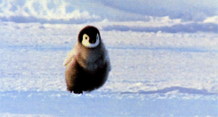 Waddle dat GIF on GIFER - by Shalinara
