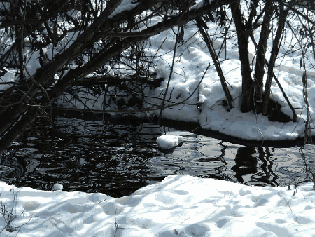 Forest beautiful nature GIF on GIFER - by Tefym
