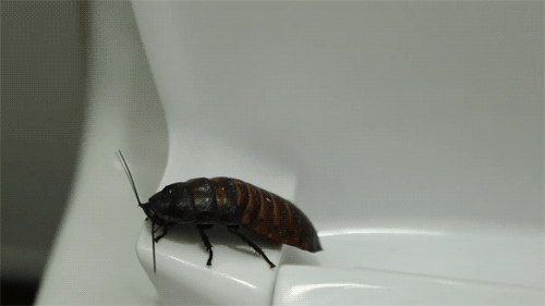 Cockroach video GIF on GIFER - by Brakora
