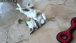 Dog animals playing GIF on GIFER - by Kelelas