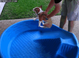 Dog funny GIF on GIFER - by Whispershaper