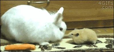 Hamster thief GIF on GIFER - by Silverseeker