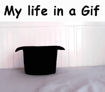 GIF hats hedgehogs funnyoff - animated GIF on GIFER - by Bogas