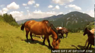 Horse Breeding Gif
