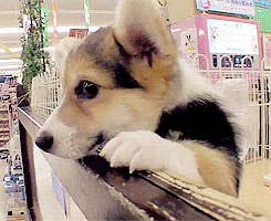 GIF adorable animal animals - animated GIF on GIFER - by Zurg