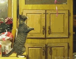 Falling cat fail cat GIF on GIFER - by Morluril