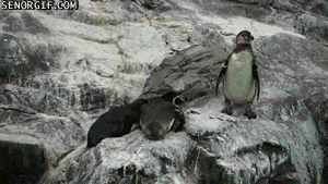 Penguins animals fail GIF on GIFER - by Thozius