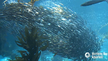 Ocean GIF on GIFER - by Mojora