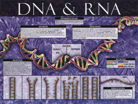 Biology GIF on GIFER - by Buzalis
