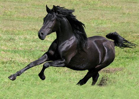 Gif De Caballo Salvaje Tumblr