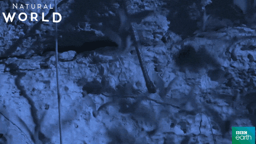 Snake catch GIF on GIFER - by Negar