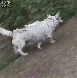 Running animals dog GIF on GIFER - by Bunn