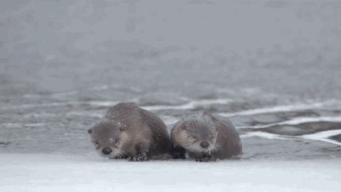 Animals nat geo wild best friends GIF on GIFER - by Munirin