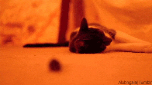 Sliding cat GIF on GIFER - by Thetafyn