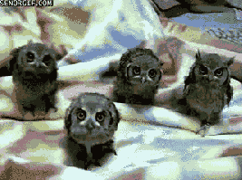 GIF owl owly - animated GIF on GIFER - by Flamecliff