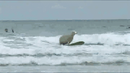 Sheep surfing sheep surfing GIF on GIFER - by Beafym