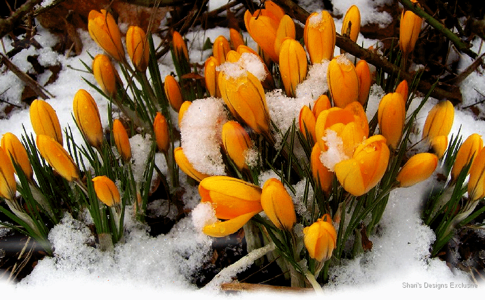 Spring GIF on GIFER - by Gakus