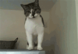 Physics cat kitty GIF on GIFER - by JoJoran