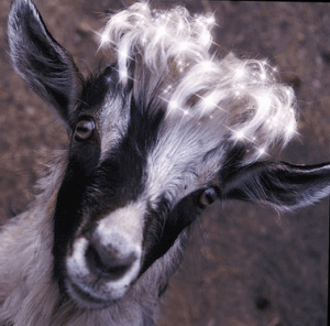 GIF goat goats hairdo - animated GIF on GIFER - by Manos