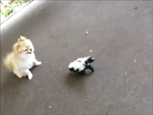 Gif De Animales Asustados Las Mejores 900+ Ideas De Gifs Animados,