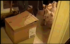 Surprise GIF on GIFER - by Buzalanim