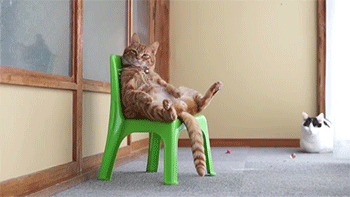 Cat tumblr pandawhale GIF on GIFER - by Thozel