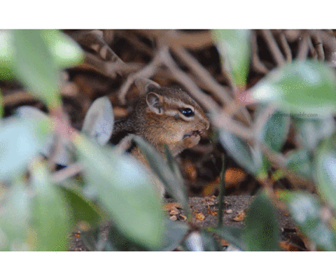 Chipmunk GIF on GIFER - by Faesho