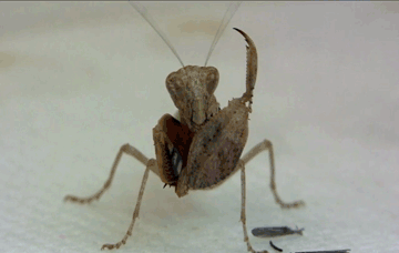 Deal with it lmfao mantis GIF on GIFER - by Hubandis