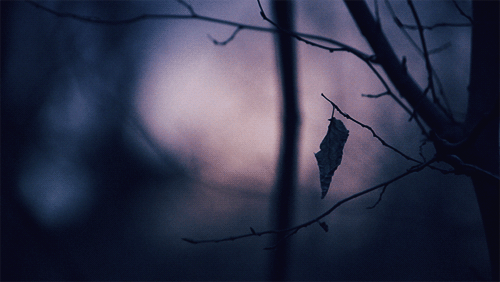 Night nature wind GIF on GIFER - by Ketus