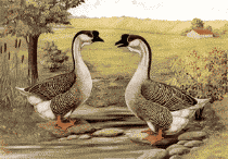 Ducks GIF on GIFER - by Saithilhala