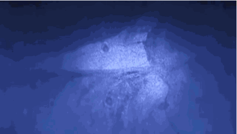 Conservation GIF on GIFER - by Kedor