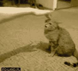 GIF whoops cat attack - animated GIF on GIFER - by Molace