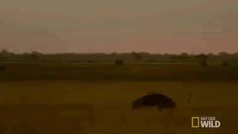 Lion Attacking Prey Gif