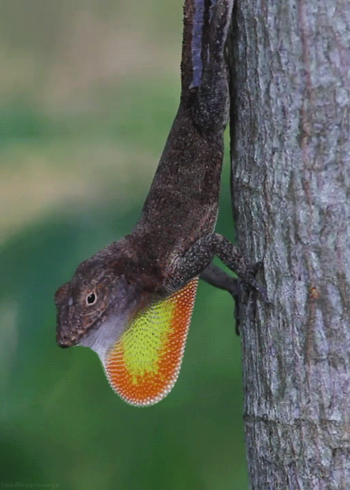 Lizard animal GIF on GIFER - by Ballalune