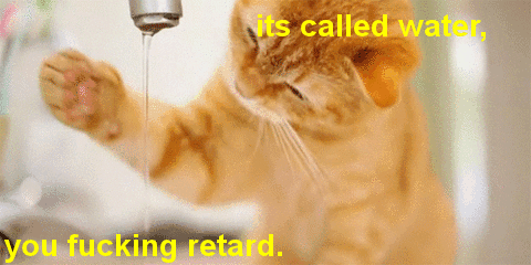 Cat kitten GIF on GIFER - by Kashicage