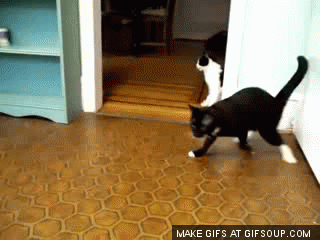 Scared Cat Walk Gif
