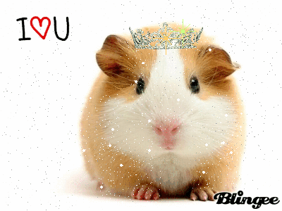 Guinea pig GIF on GIFER - by Drelathis