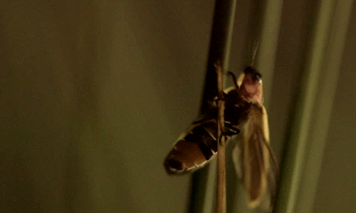 Biology chemistry fireflies GIF on GIFER - by Gakelv