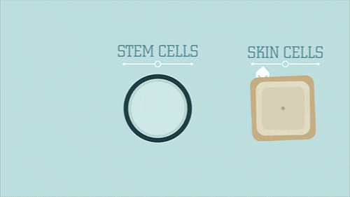 Stem cells biology science GIF on GIFER - by Mikinos