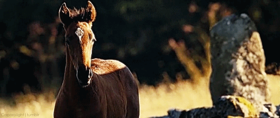 Cavalo Gif Tumblr #Stopmotion #trend #fy #gaúcha #cowgirl #boiadera