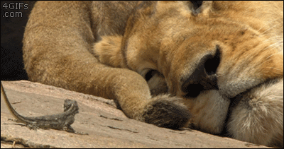 Lion come lizard GIF on GIFER - by Blueseeker