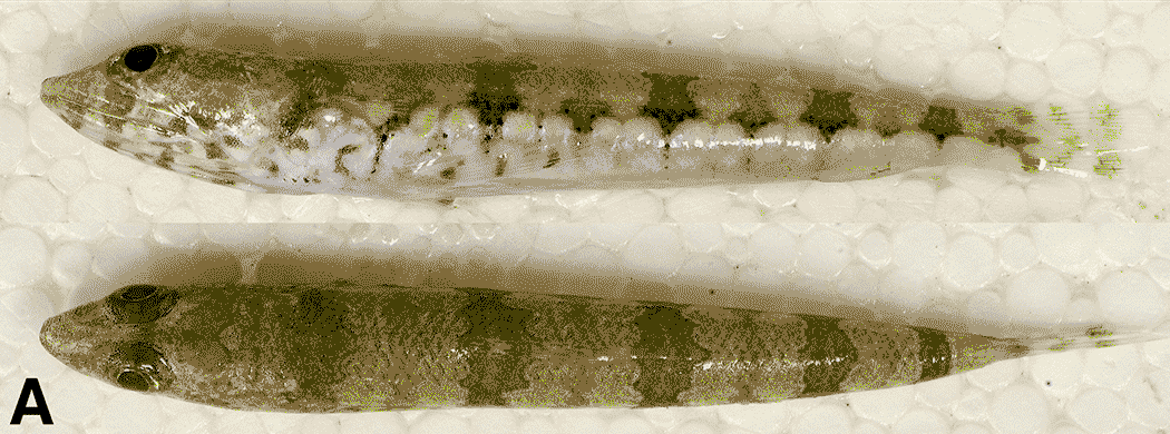 Science fish GIF on GIFER - by Balladohuginn