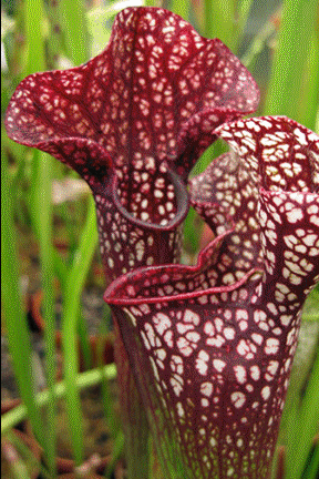 Plants GIF on GIFER - by Nazahn
